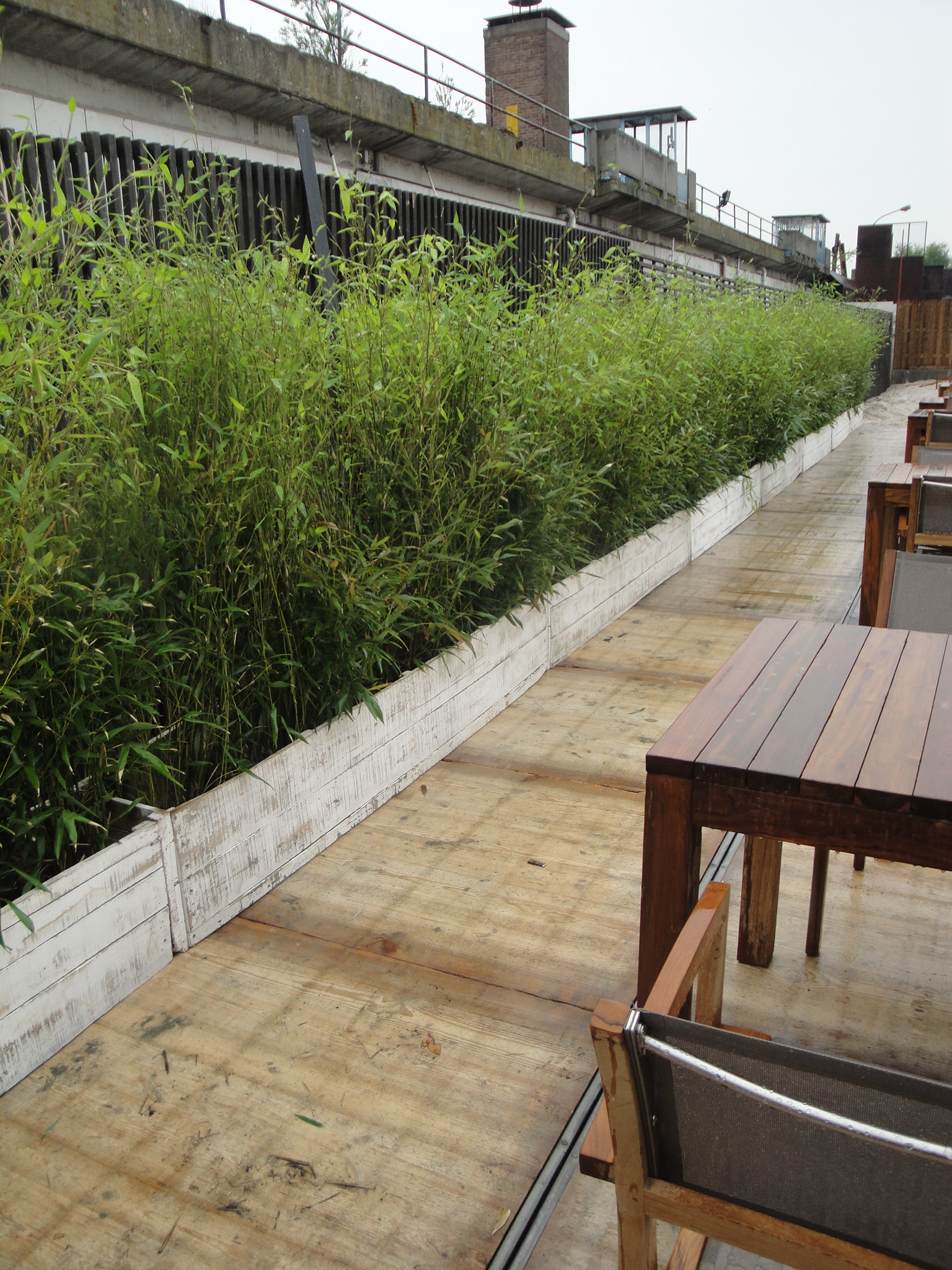 Bamboehaag in bak | Onze Webshop - Plantrent