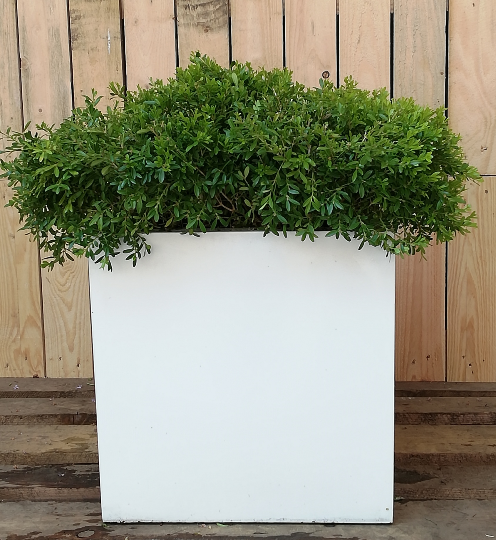 Buxus Rococo in bak 40x40x40 | Onze Webshop - Plantrent