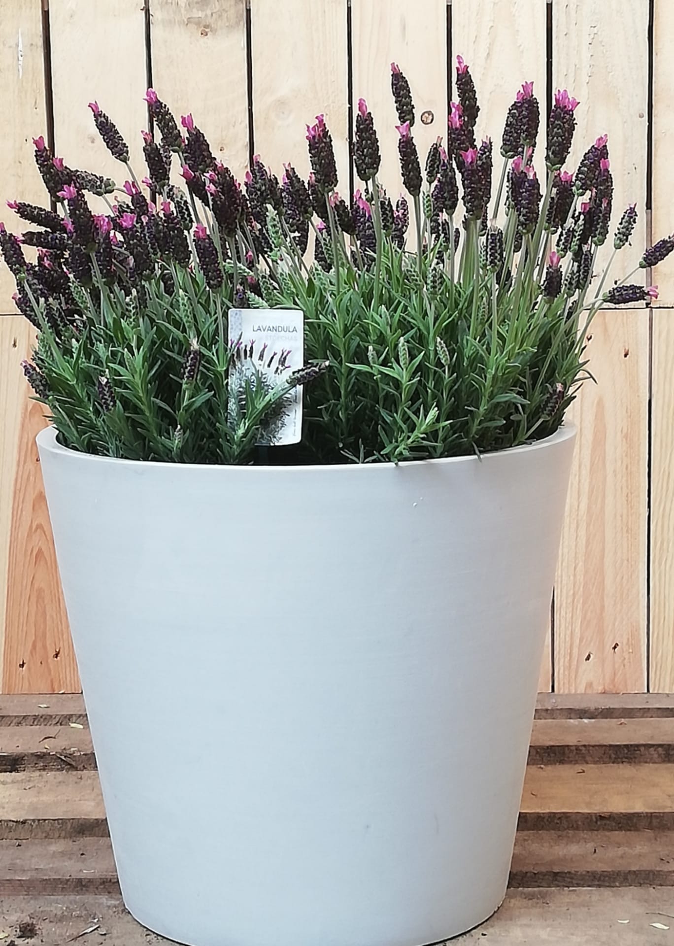 Eco Ø40 met Lavendel | Onze Webshop - Plantrent