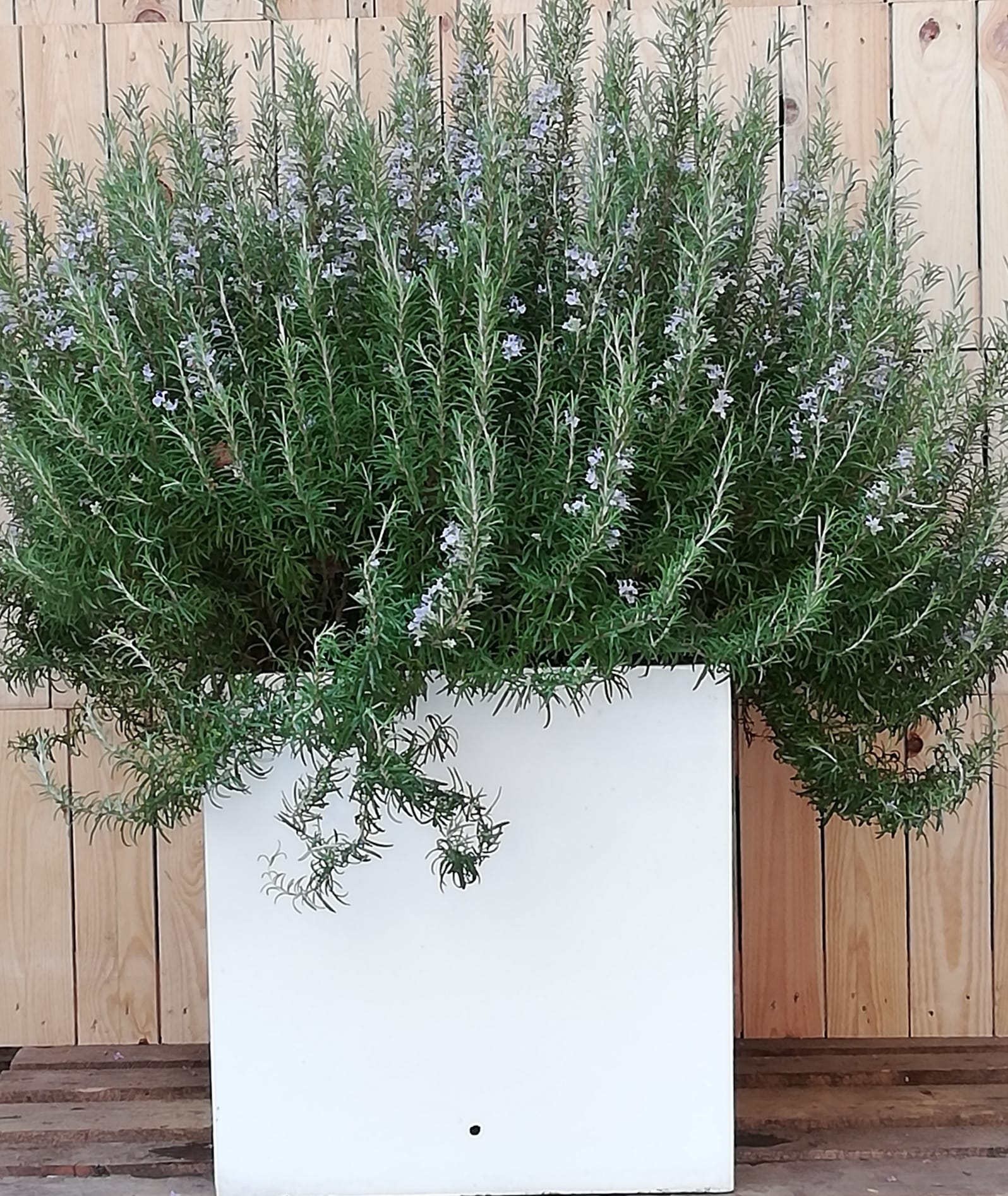 Rozemarijn in bak 50x50x50 | Onze Webshop - Plantrent