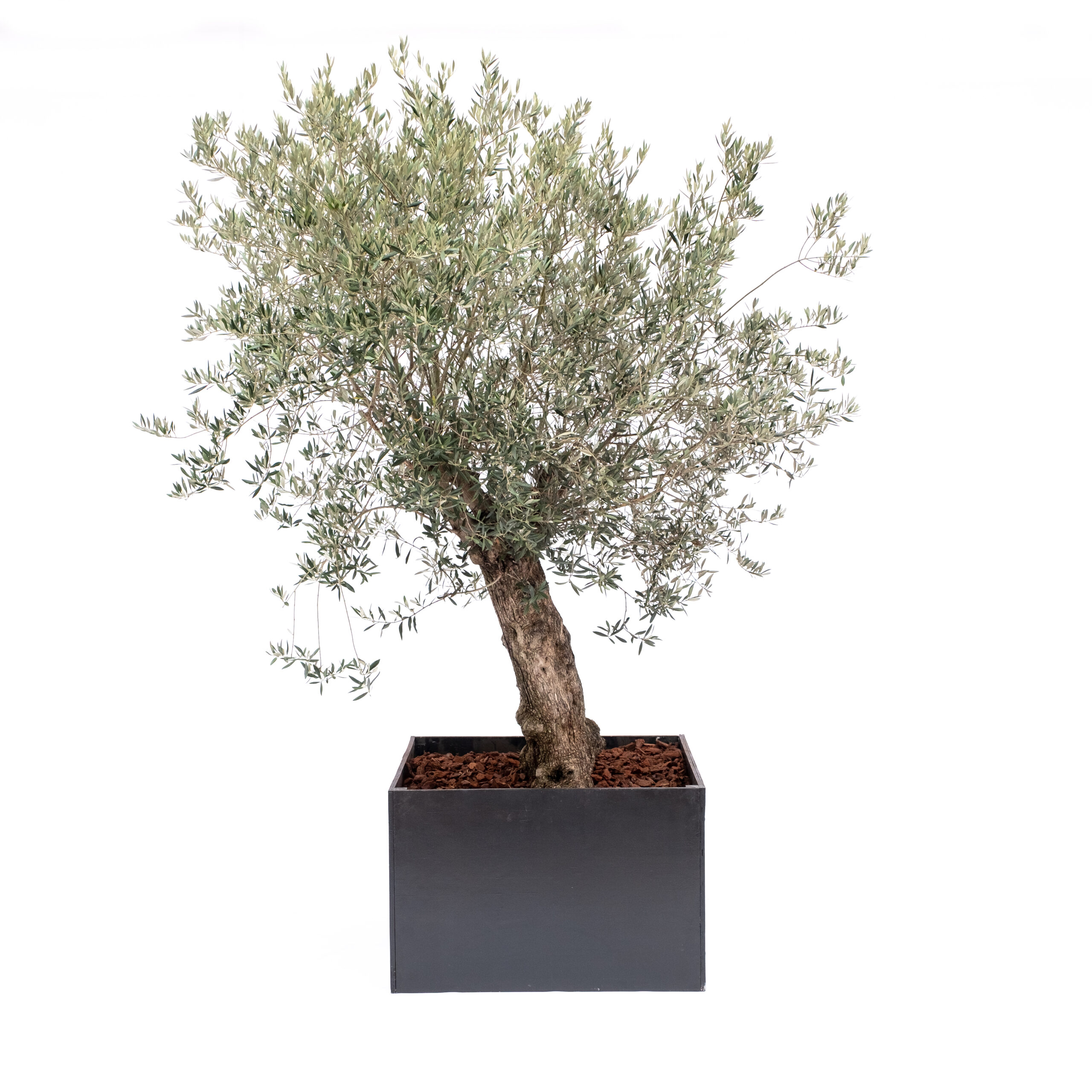 Olijfboom (extra zwaar) in bak | Onze Webshop - Plantrent