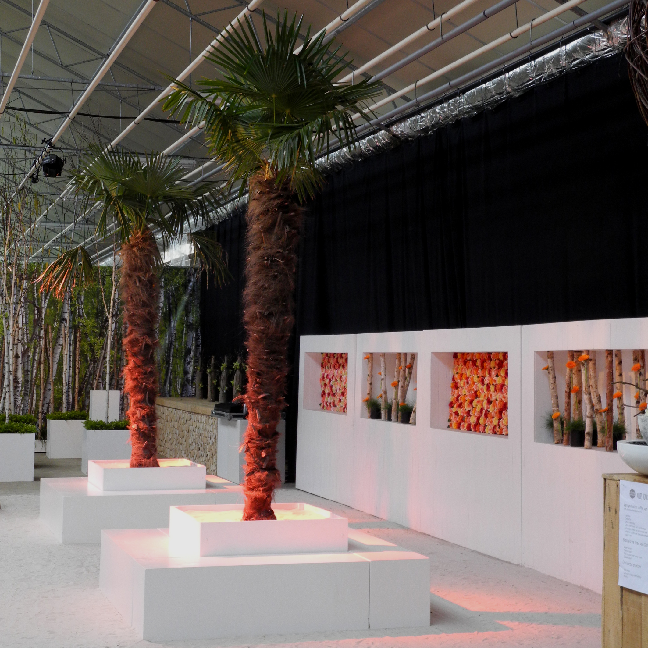 Palmboom in bak | Onze Webshop - Plantrent